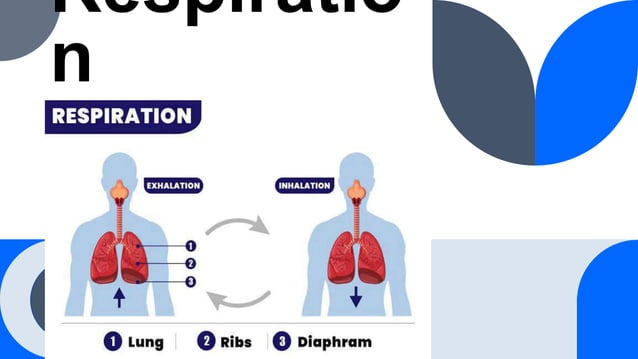 respiration , introduction , definition, breathing, factors affecting ...