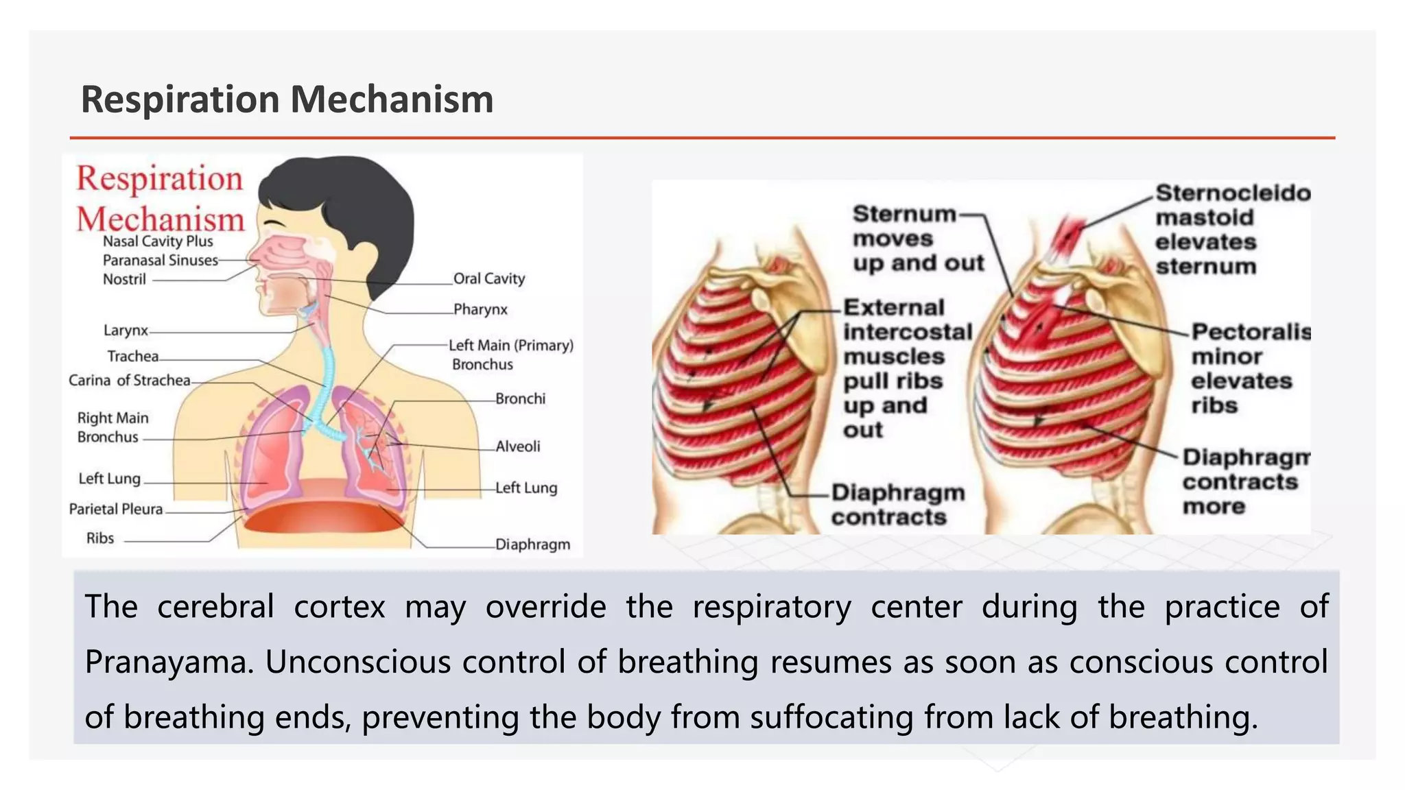 Respiration Mechanism.pptx