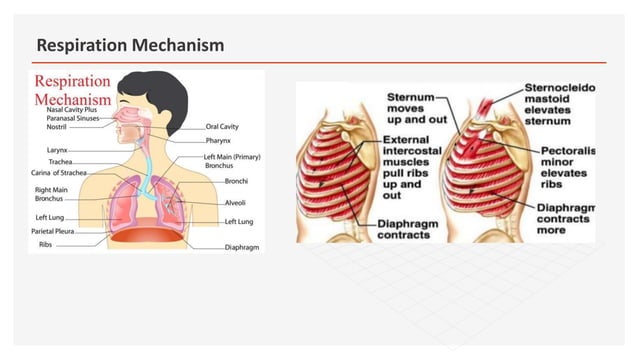 Respiration Mechanism.pptx