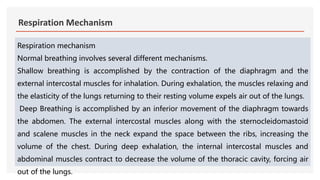 Respiration Mechanism.pptx | Lung and Respiratory Health | Diseases and ...