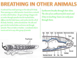 Respirationnew | PPT