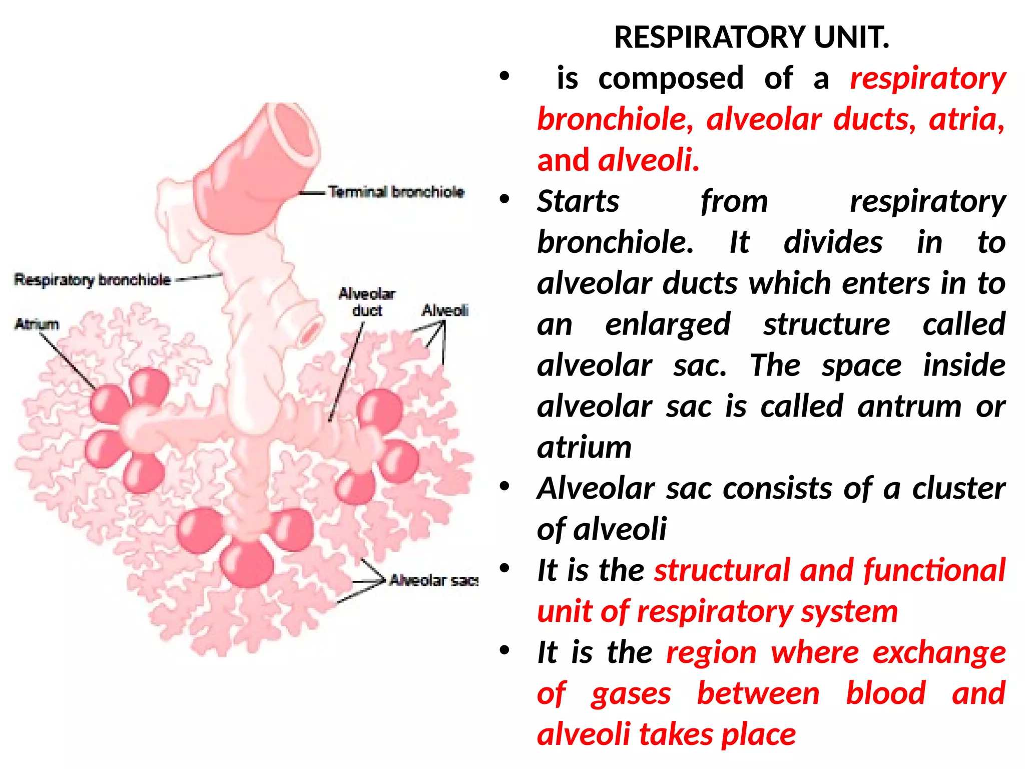 respiration notes.pdf