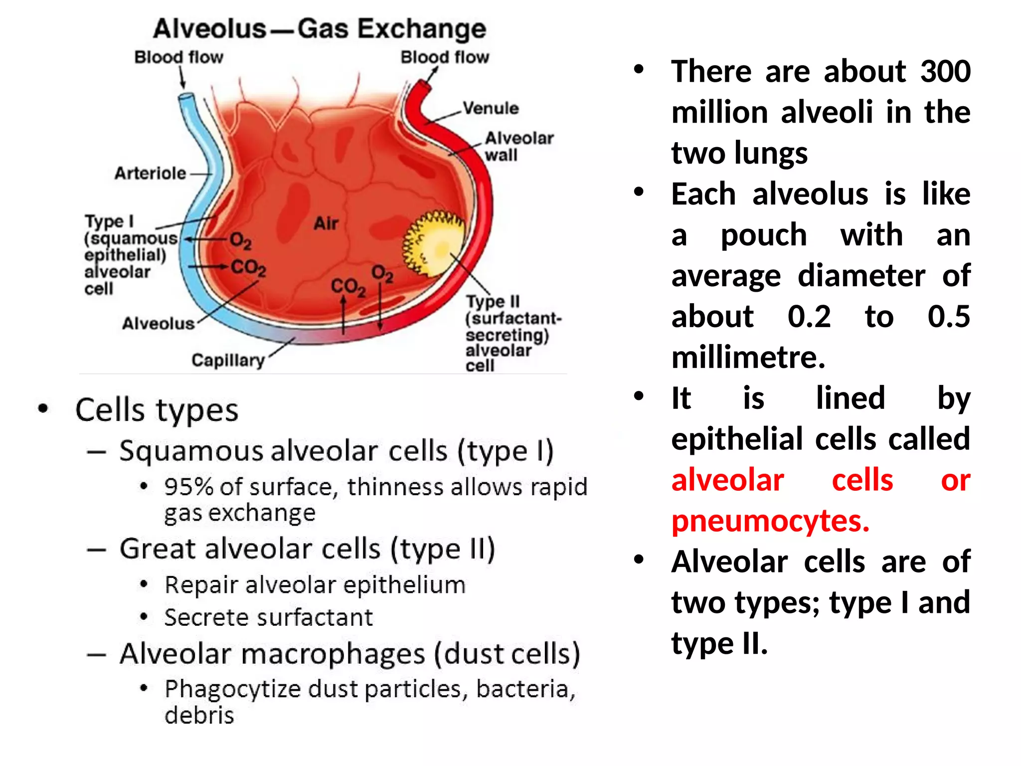 respiration notes.pdf