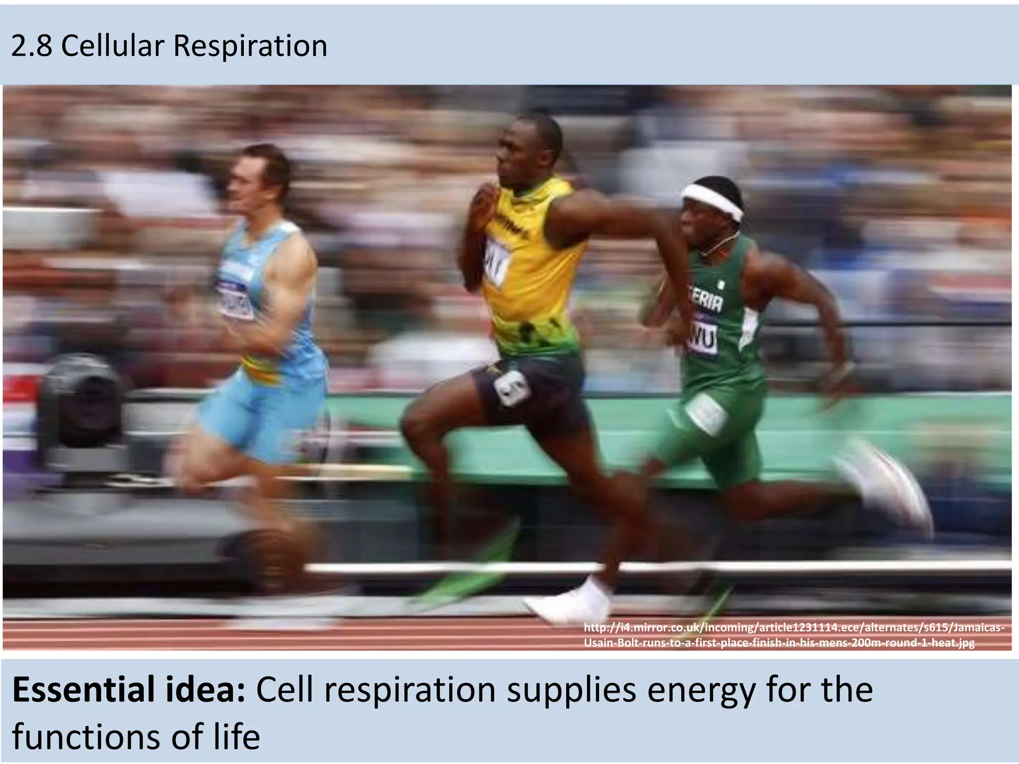 Cellular Respiration Notes for simple explanation of the process | PPT