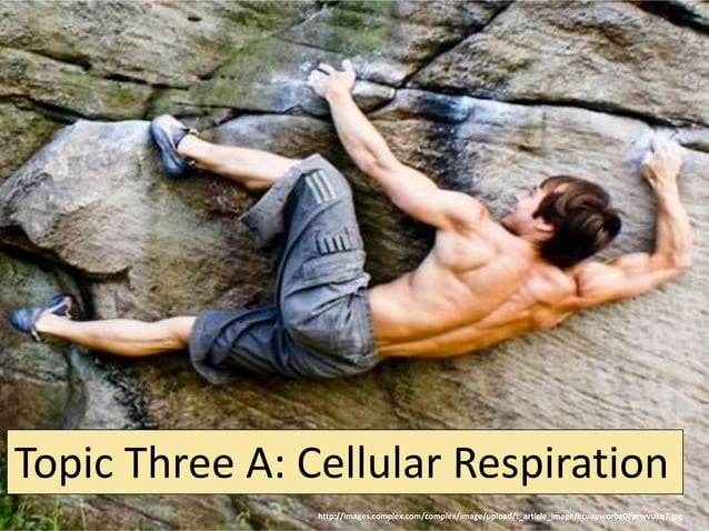 Cellular Respiration Notes for simple explanation of the process | PPT