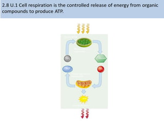 Cellular Respiration Notes for simple explanation of the process | PPT