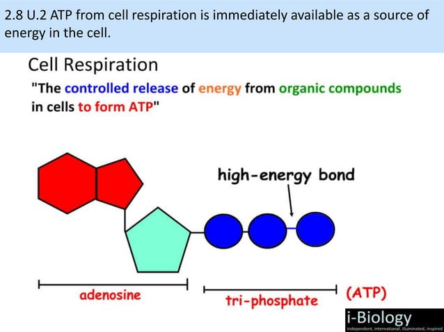 Cellular Respiration Notes for simple explanation of the process | PPT