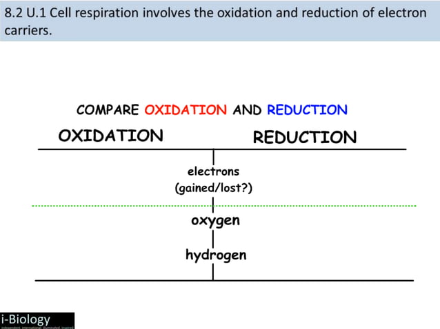 Cellular Respiration Notes for simple explanation of the process | PPT