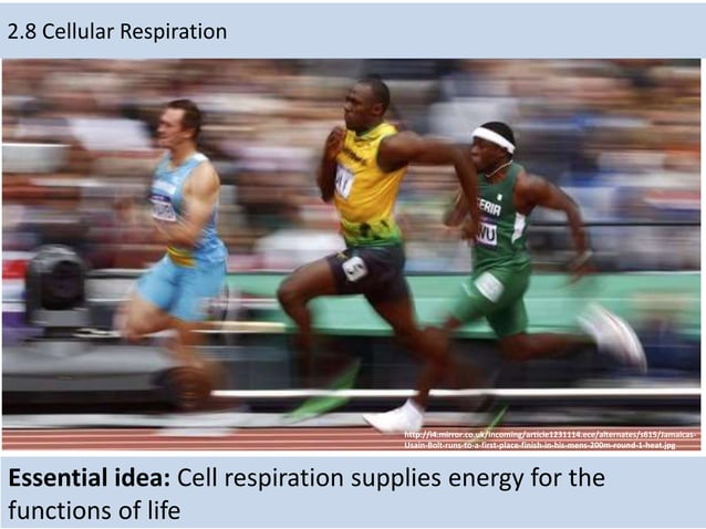 Cellular Respiration Notes for simple explanation of the process | PPT