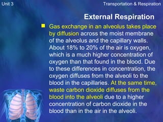 Respiration Notes | PPT