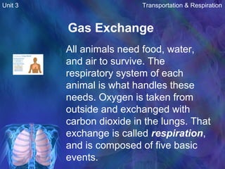 Respiration Notes | PPT