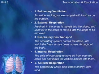 Respiration Notes | PPT
