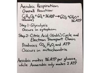 Respiration notes hand written | PPTX