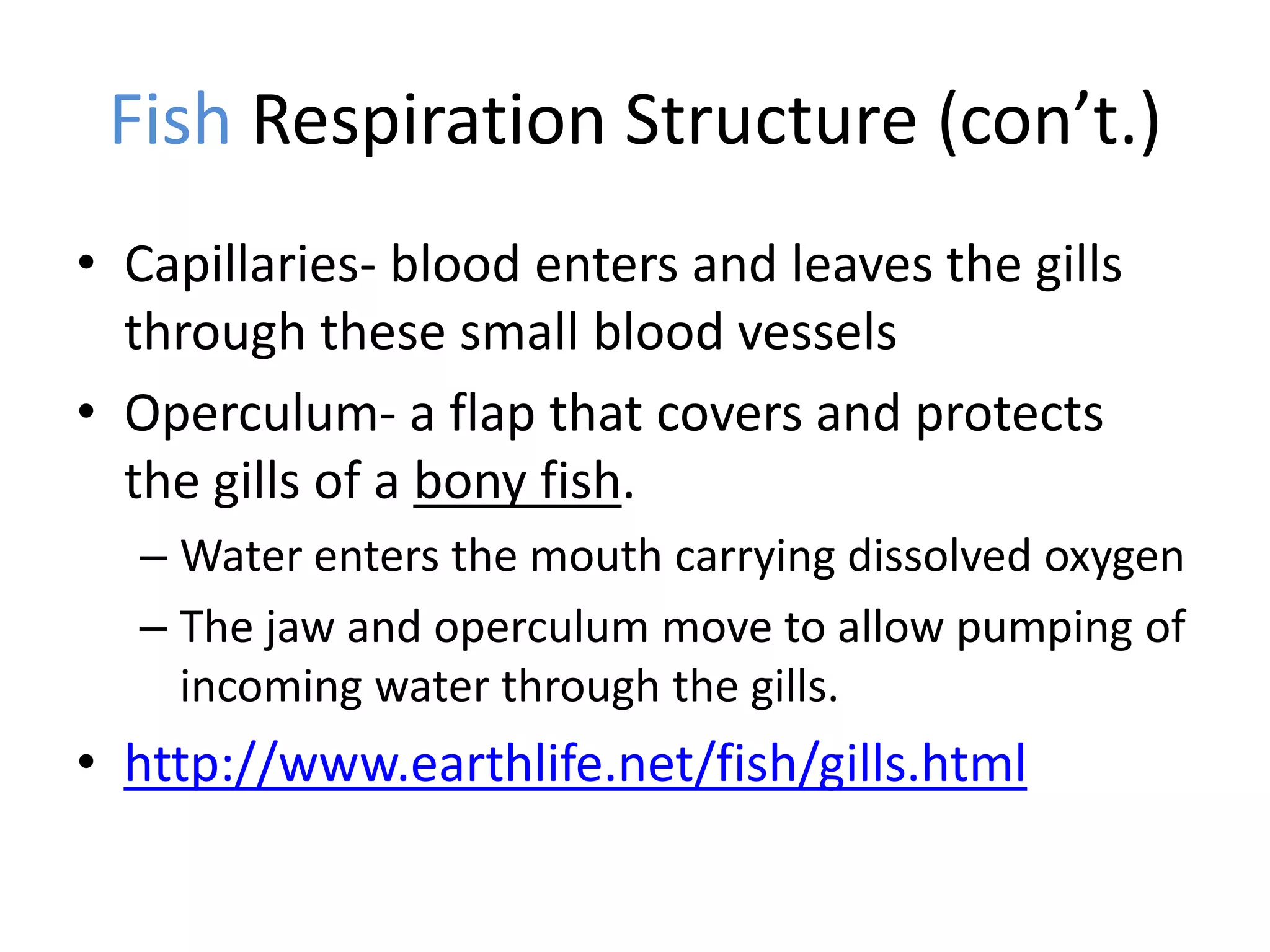 Respiration of Fish, Human, and Bee | PPTX