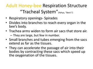 Respiration of Fish, Human, and Bee | PPTX