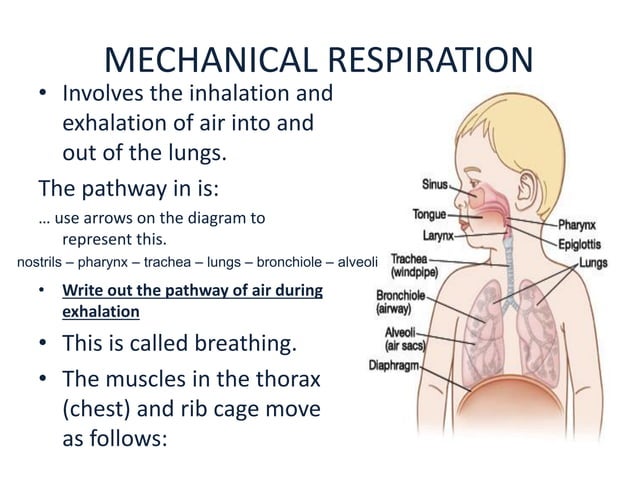 respiration_part 1-converted.pdf