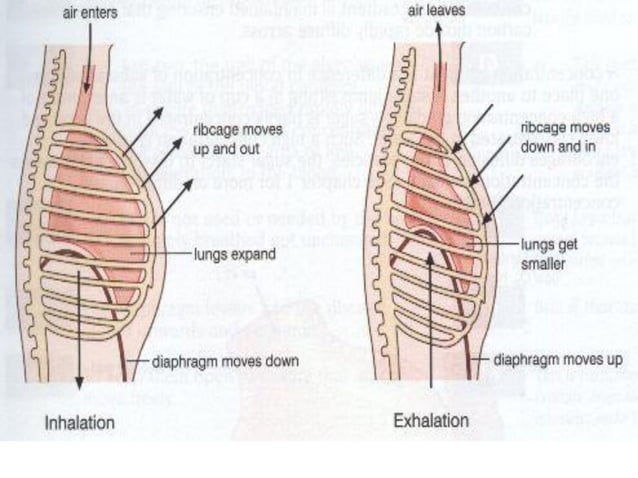 respiration_part 1-converted.pdf
