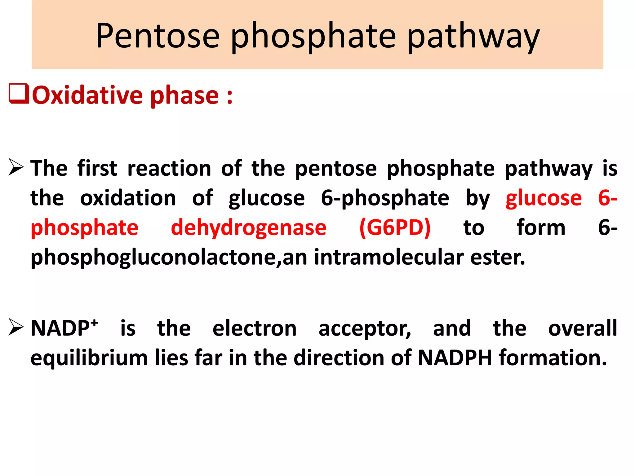 Respiration &pentose phosphate pathway | PPTX