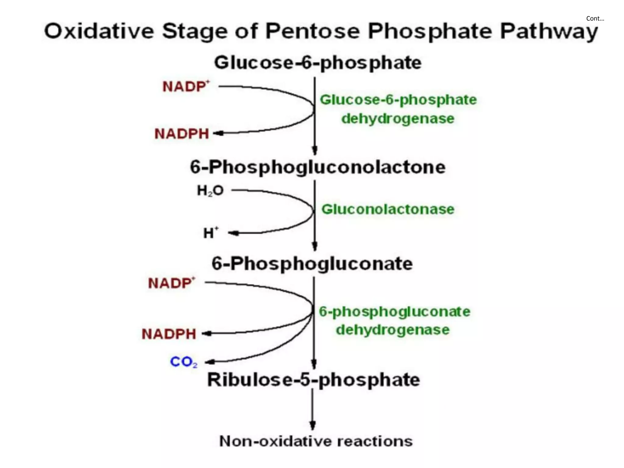 Respiration &pentose phosphate pathway | PPTX