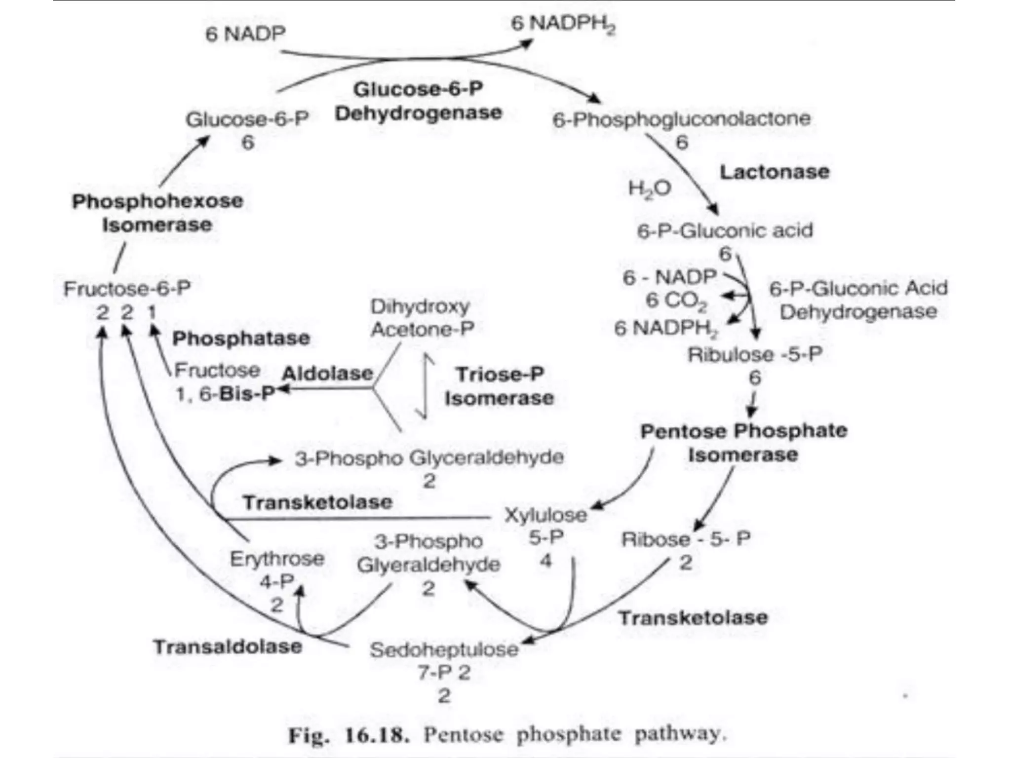 Respiration &pentose phosphate pathway | PPTX