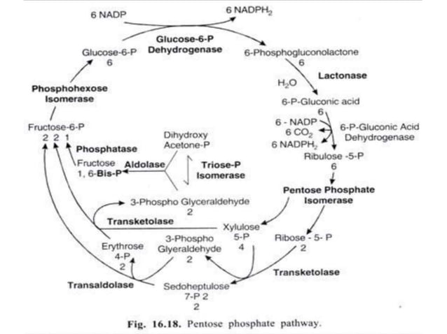 Respiration &pentose phosphate pathway | PPT
