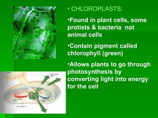 Respiration & photosynthesis | PPT