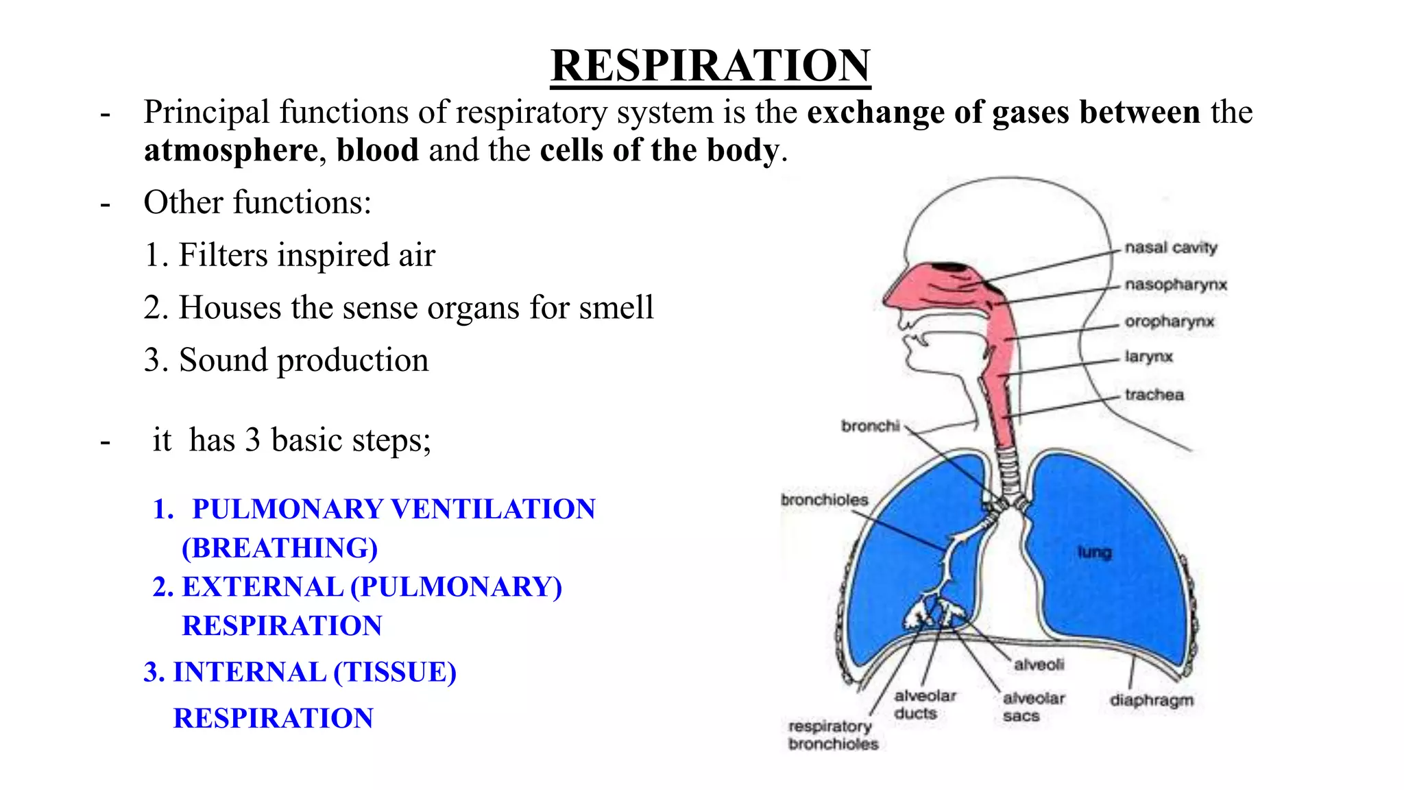 Respiration Physiology-Respiratory System | PPTX