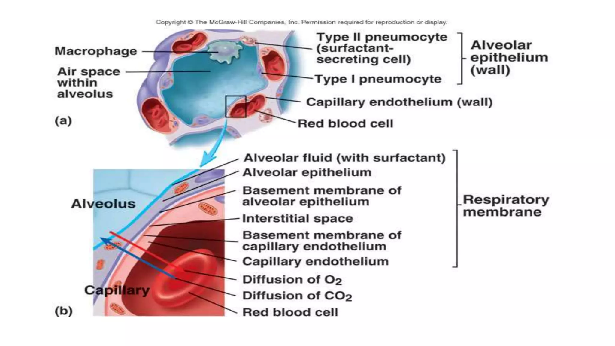 Respiration Physiology-Respiratory System | PPTX