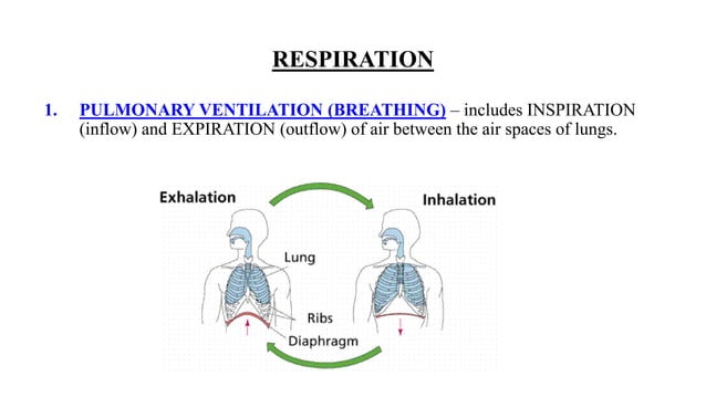 Respiration Physiology-Respiratory System | PPTX