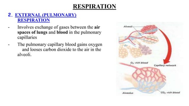 Respiration Physiology-Respiratory System | PPTX