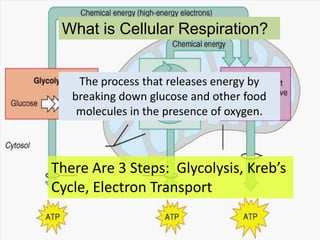 Respiration powerpoint | PPTX