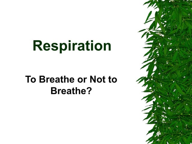 Respiration ppt | PPT