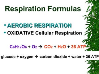 Respiration ppt | PPT