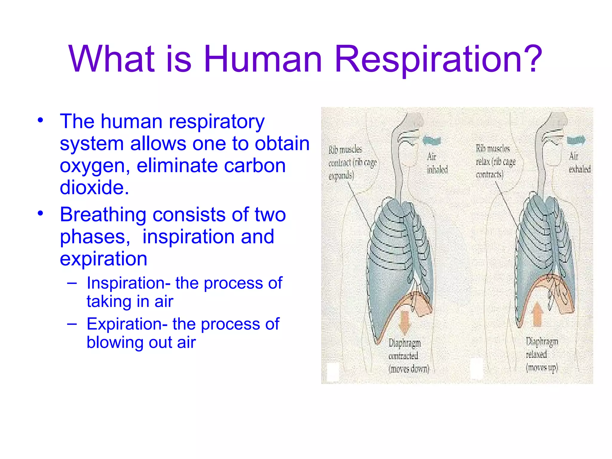 Respiration ppt | PPT