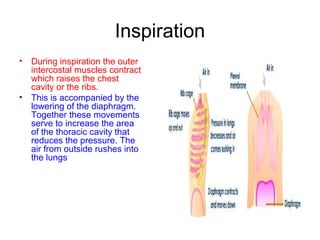 Respiration ppt | PPT