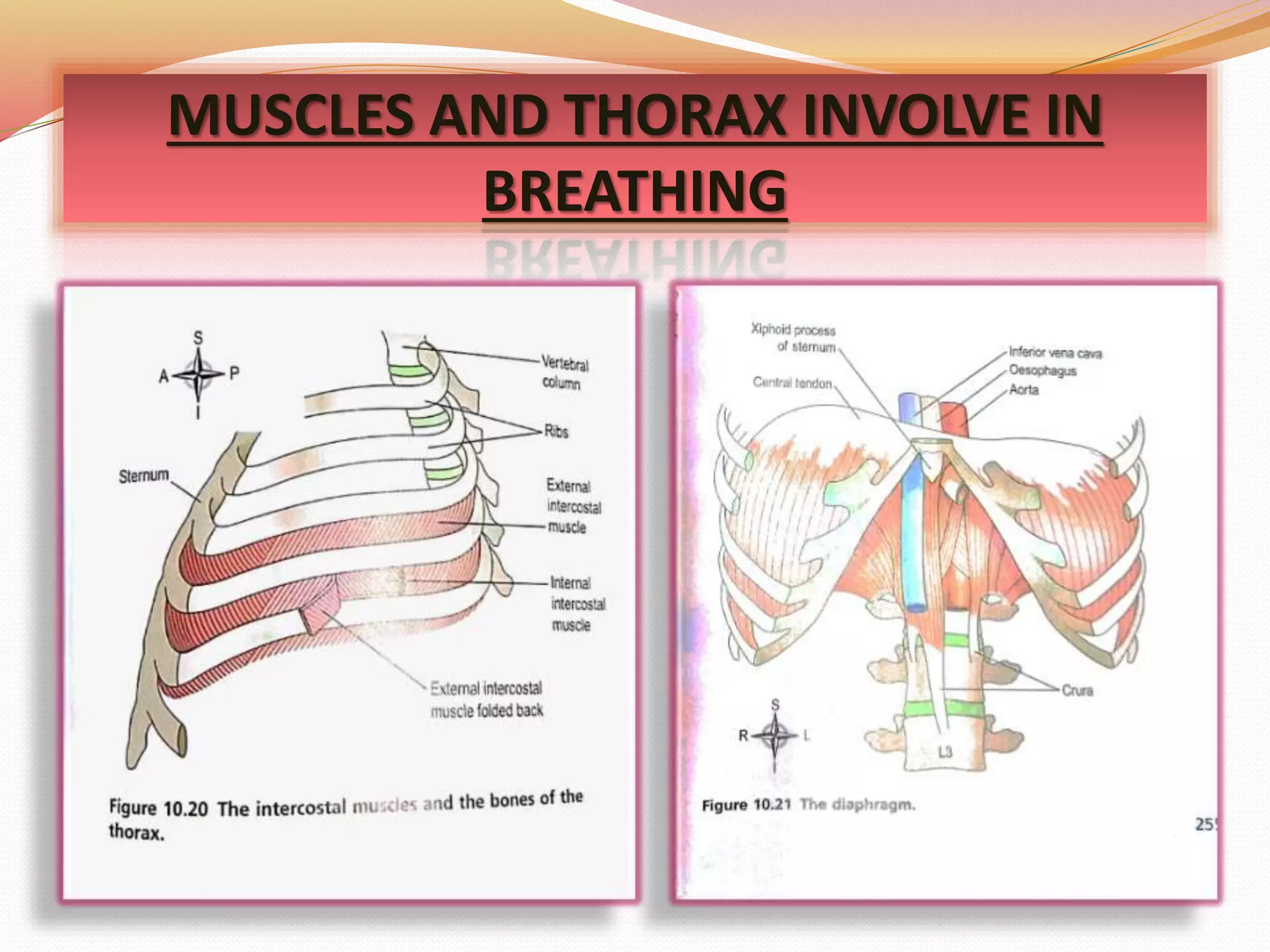 Mechanism of breathing | PPTX