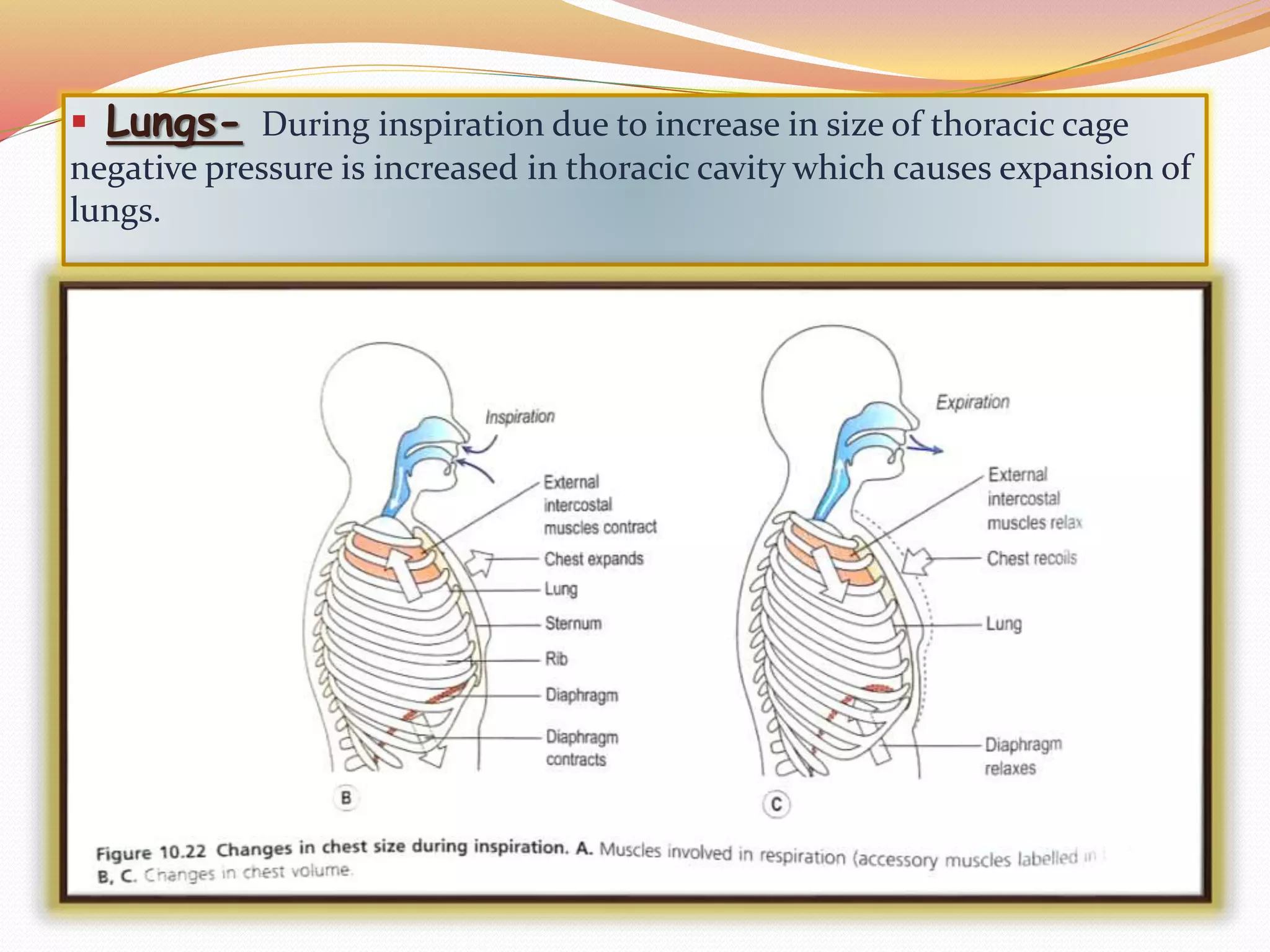 Mechanism of breathing | PPT