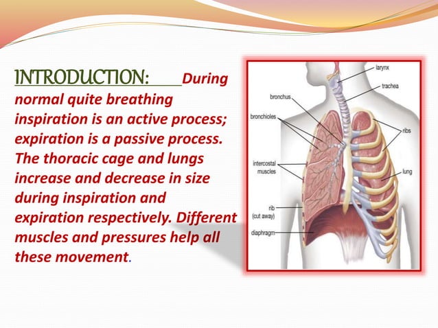Mechanism of breathing | PPT