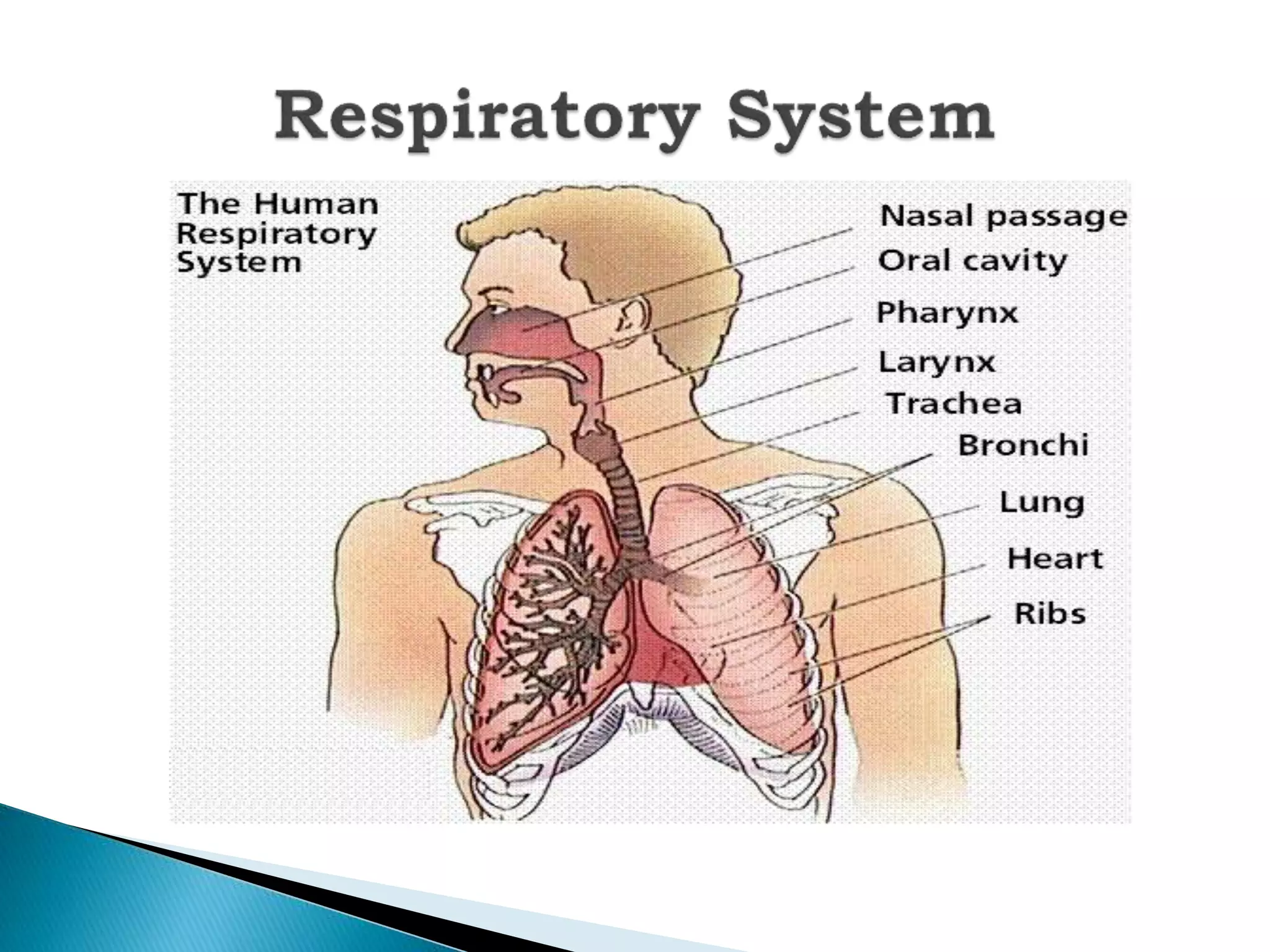 Respiration ppt | PPTX