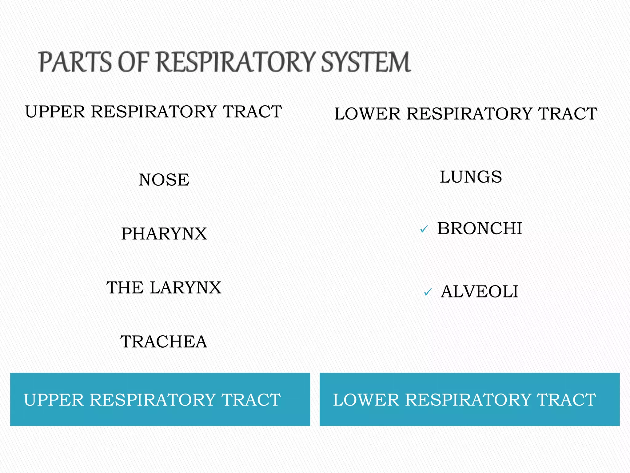 Respiration ppt | PPTX
