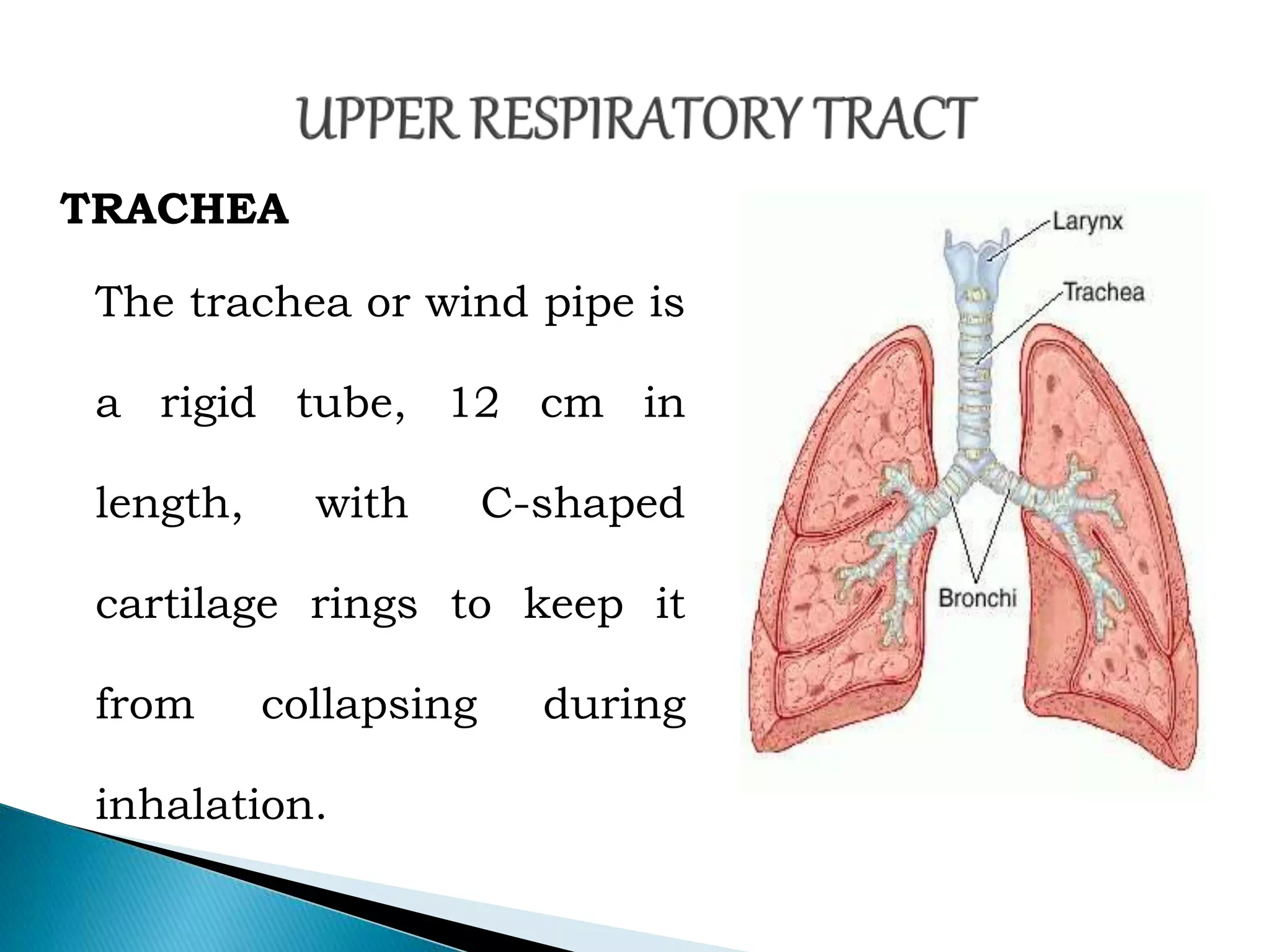Respiration ppt | PPTX