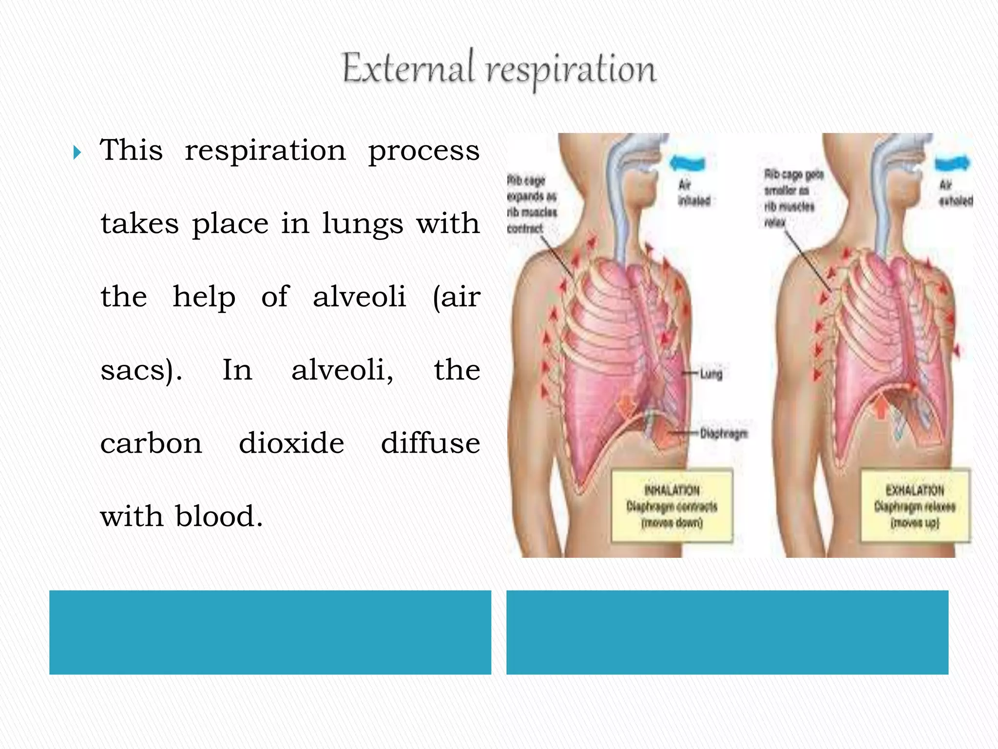 Respiration ppt | PPT