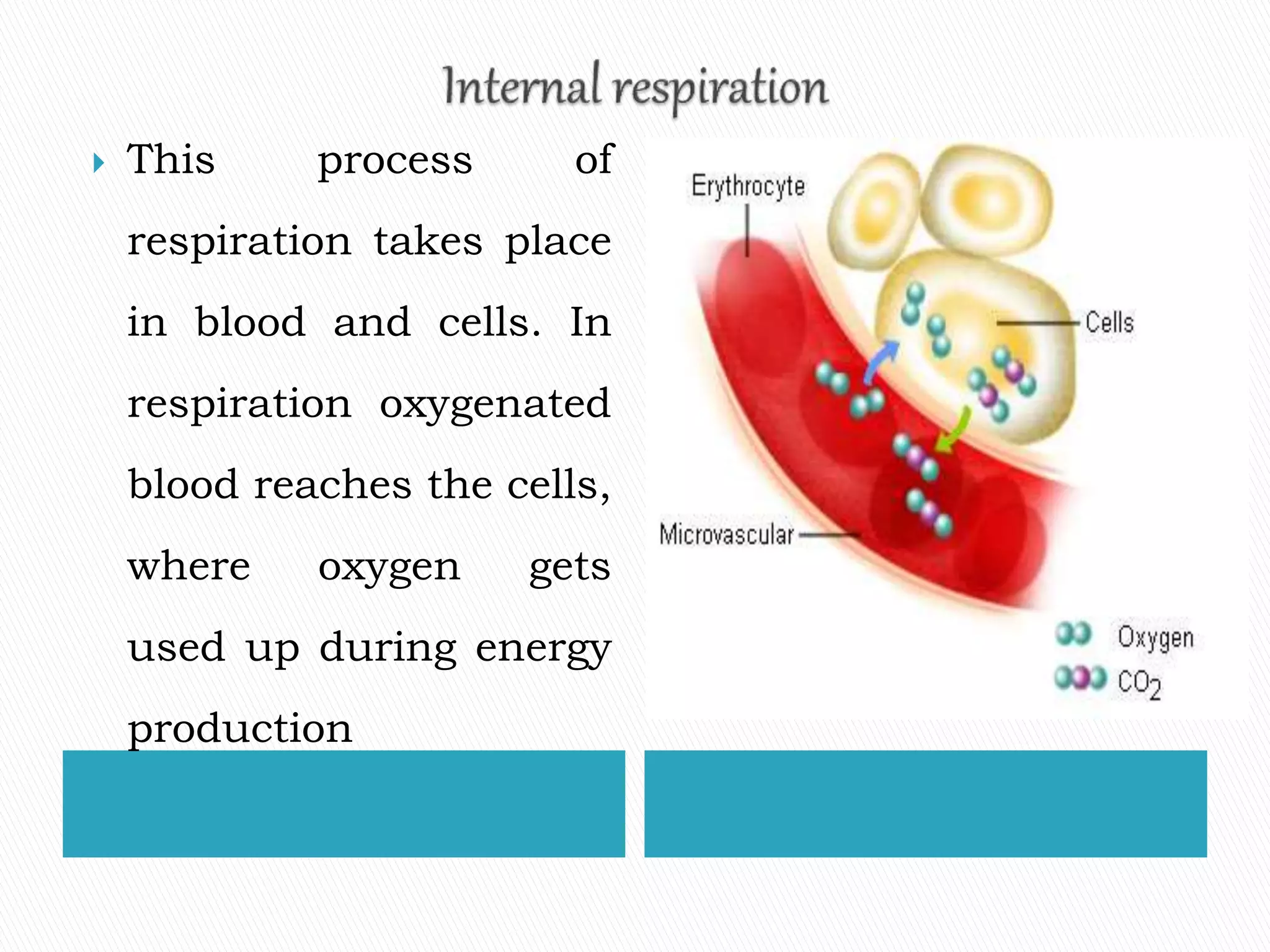 Respiration ppt | PPT