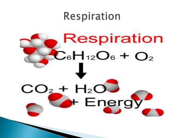 Respiration ppt | PPT
