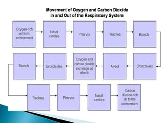 Respiration ppt | PPT