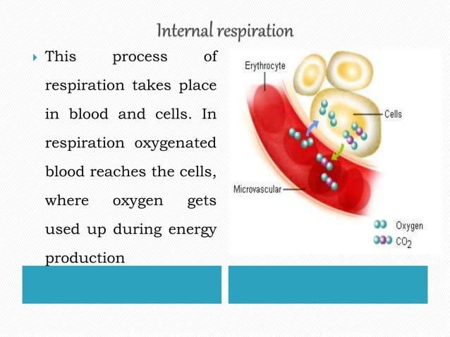 Respiration ppt | PPT