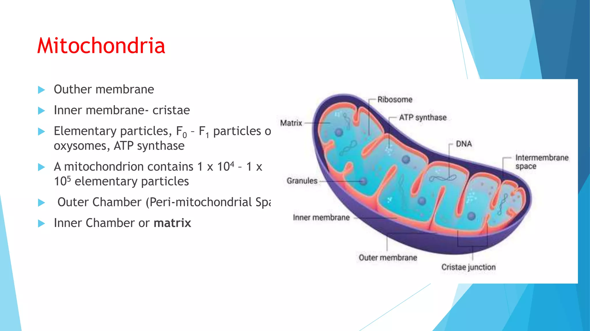 Respiration by Mr. K. S. Sontakke | PPTX