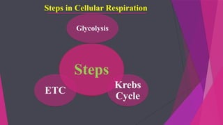 respiration ppt by Adnan (31).pptx bs microbiology | PPTX