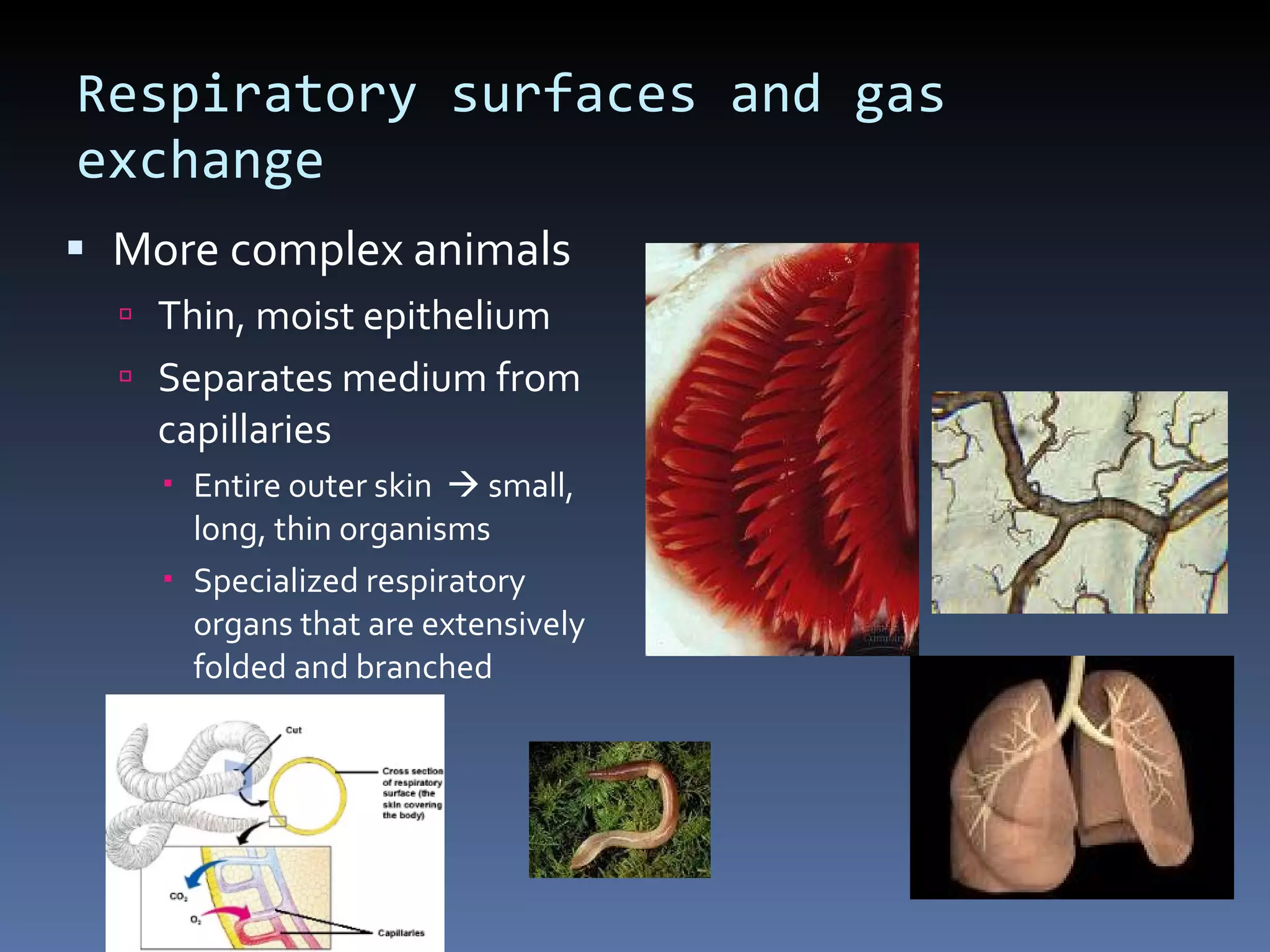 Respiration presentation | PPT