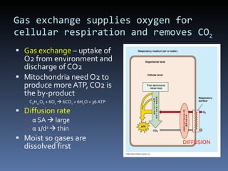 Respiration presentation | PPT